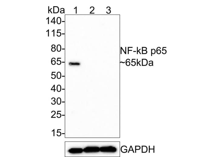 NFkB p65 Recombinant Rabbit Monoclonal Antibody (PSH0-27), Invitrogen ...