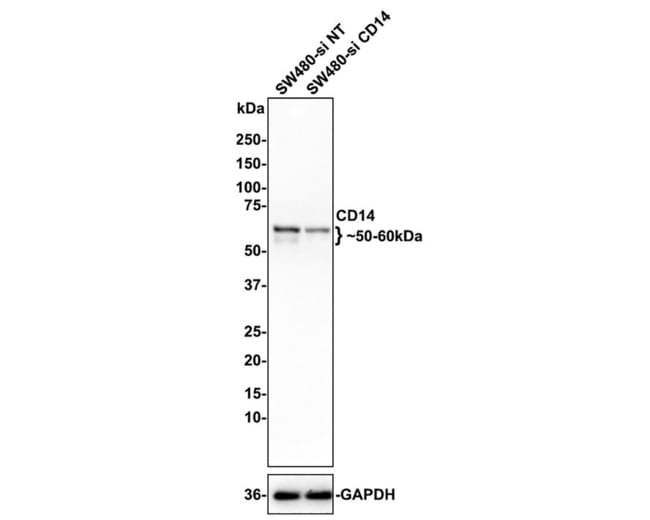 CD14 Recombinant Rabbit Monoclonal Antibody (PD01-63), Invitrogen 100 ...