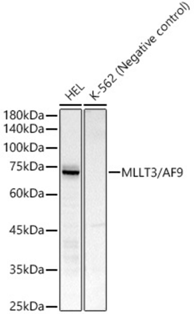 Invitrogen AF9 Recombinant Rabbit Monoclonal Antibody (1T4V6) 100 μL ...