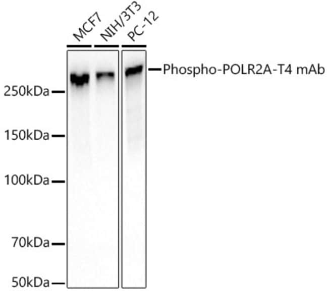 Invitrogen Phospho-RNA pol II CTD (Thr4) Recombinant Rabbit Monoclonal ...