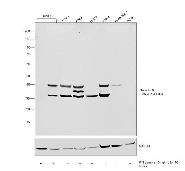 Invitrogen Galectin 9 Recombinant Rabbit Monoclonal Antibody (PSH02-45 ...