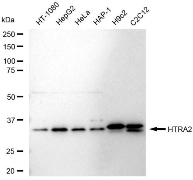 Invitrogen HTRA2 Recombinant Rabbit Monoclonal Antibody (23GB6110 ...