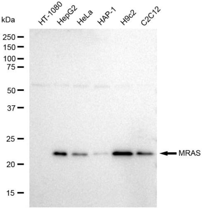 Invitrogen MRAS Recombinant Rabbit Monoclonal Antibody (23GB2150 ...