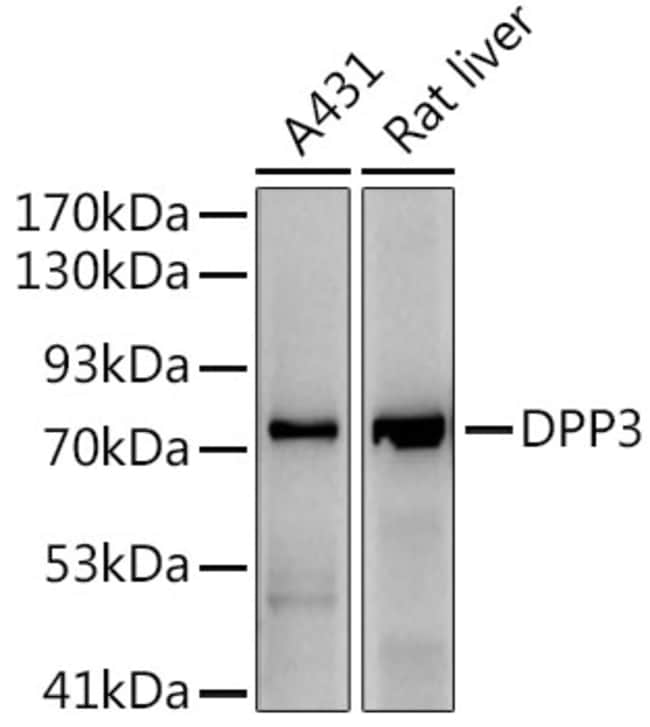 Invitrogen DPP3 Recombinant Rabbit Monoclonal Antibody (6U3A3) 100 μL ...