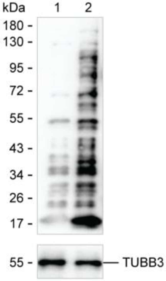 Crotonylated Lysine Antibody Cocktail, Invitrogen™ | Fisher Scientific
