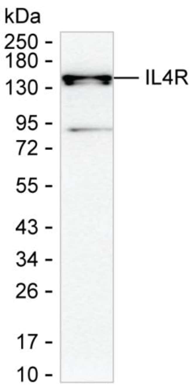 IL4R Monoclonal Antibody (K16242_11F5), Invitrogen™ | Fisher Scientific