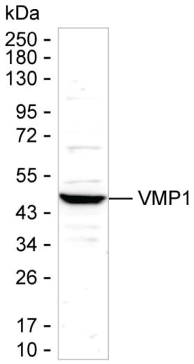 VMP1 Monoclonal Antibody (K92018_1H6), Invitrogen™ | Fisher Scientific
