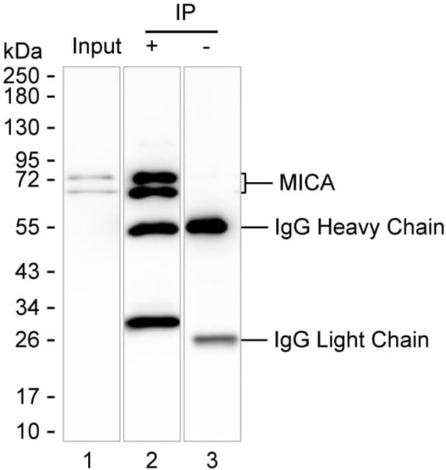 MICA Monoclonal Antibody (K70021_1E10), Invitrogen™ | Fisher Scientific