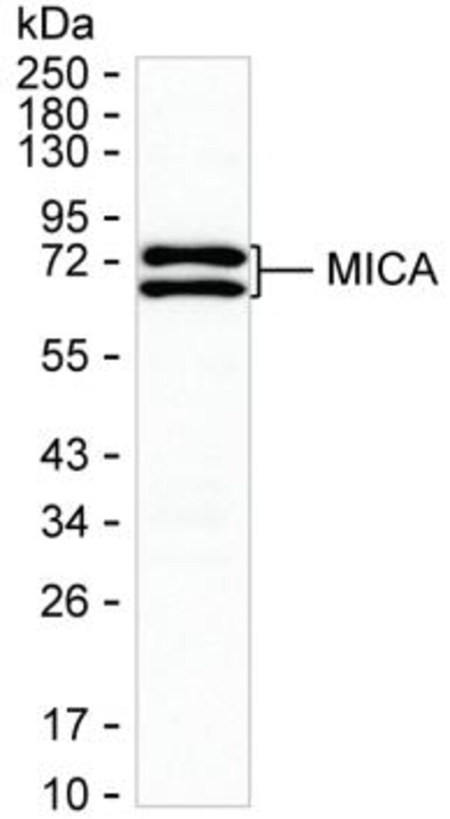 MICA Monoclonal Antibody (K70021_1E10), Invitrogen™ | Fisher Scientific