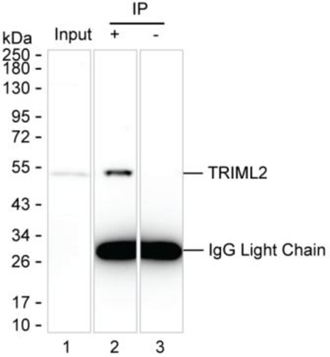TRIML2 Monoclonal Antibody (K52045_10G8), Invitrogen™ | Fisher Scientific