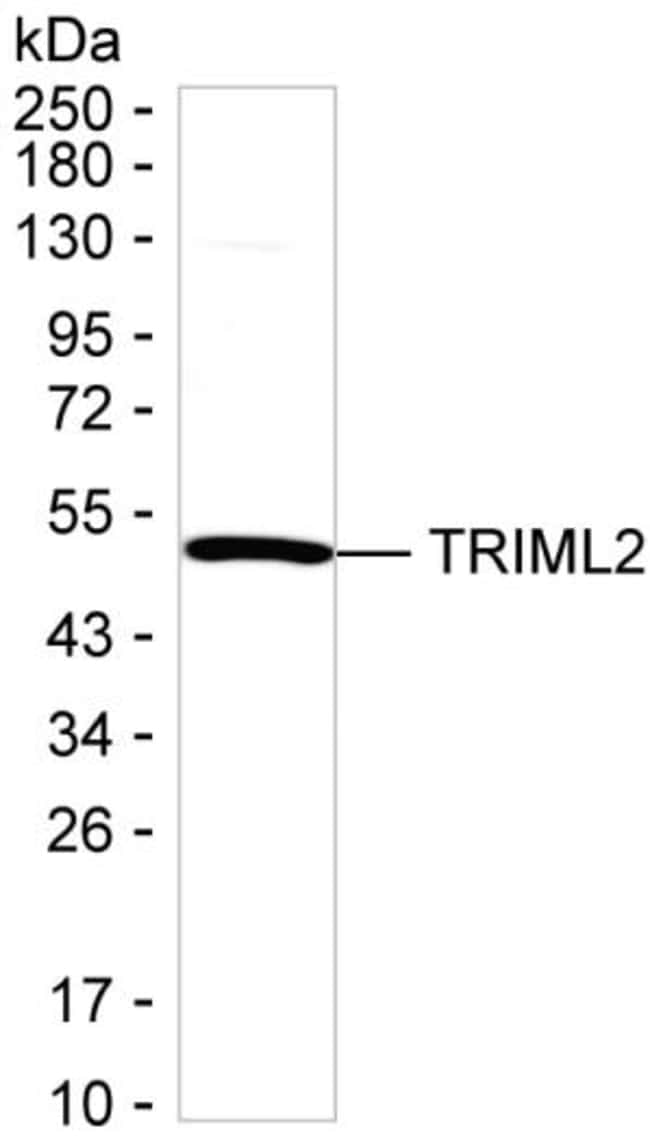TRIML2 Monoclonal Antibody (K52045_10G8), Invitrogen™ | Fisher Scientific