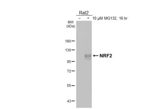 Invitrogen Nrf2 Recombinant Rabbit Monoclonal Antibody (HL3183) 100 μL ...