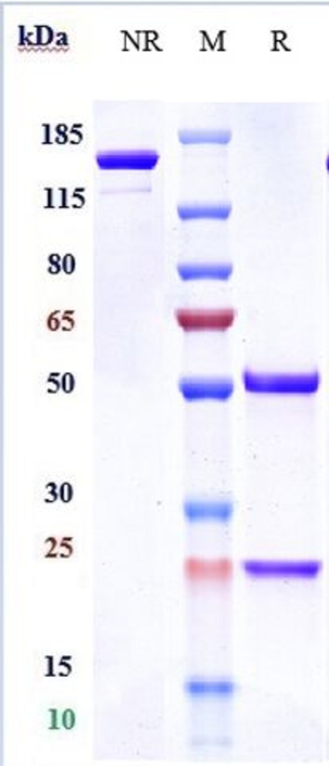 Invitrogen Camrelizumab Recombinant Monoclonal Antibody 100 μg ...