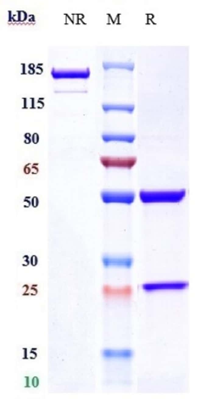 Invitrogen Prasinezumab Recombinant Monoclonal Antibody 100 μg; Unconjugated:Antikroppar ...