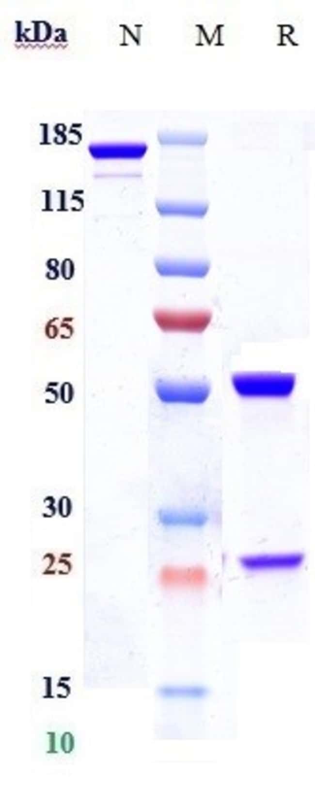 Invitrogen Plozalizumab Recombinant Monoclonal Antibody 100 μg ...