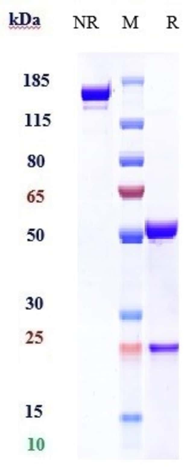 Invitrogen CD69 Biosimilar Recombinant Monoclonal Antibody 100 μg ...