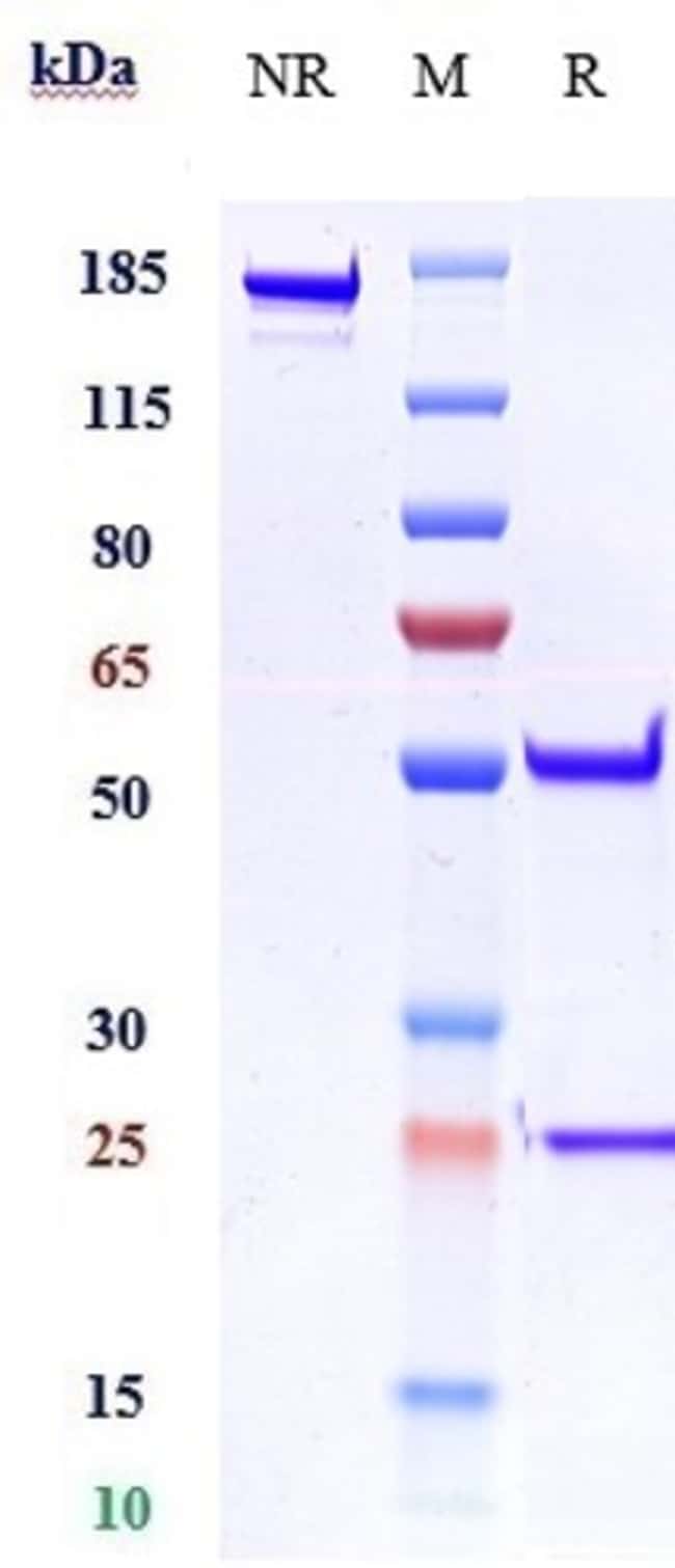 Invitrogen Imsidolimab Recombinant Monoclonal Antibody 1 mg:Antibodies ...
