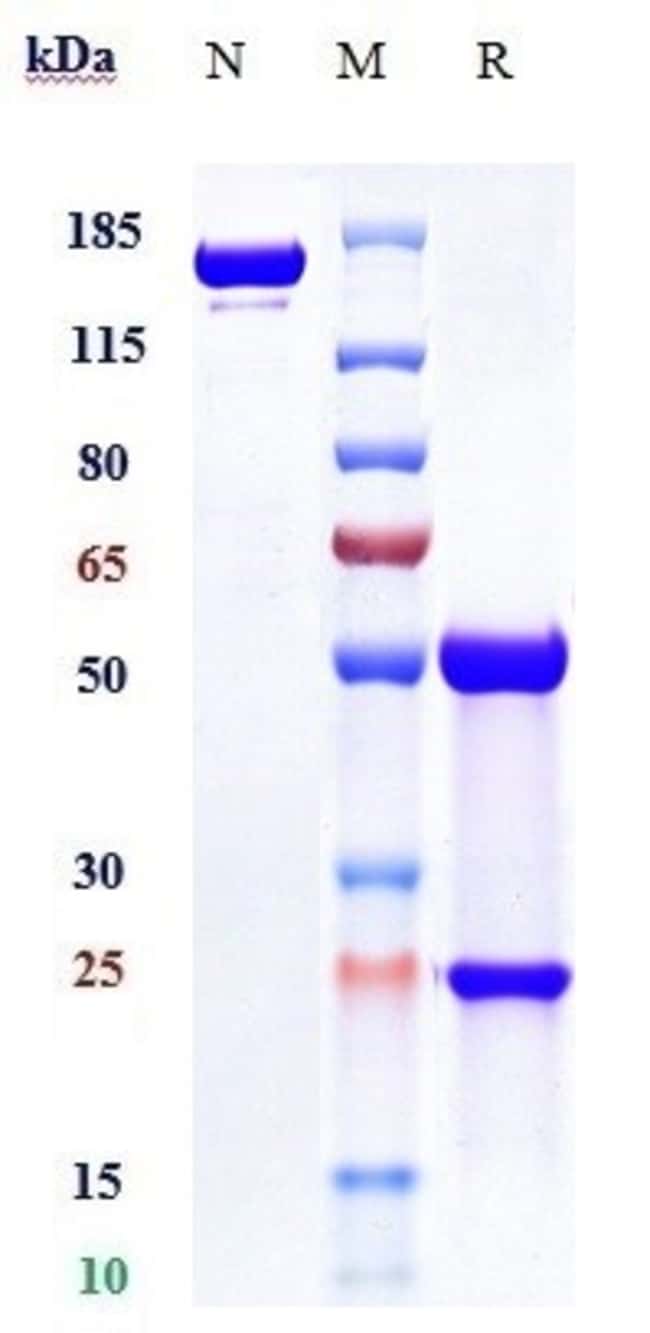 Invitrogen Tanezumab Recombinant Monoclonal Antibody 100 μg; Unconjugated:Anticuerpos | Fisher ...