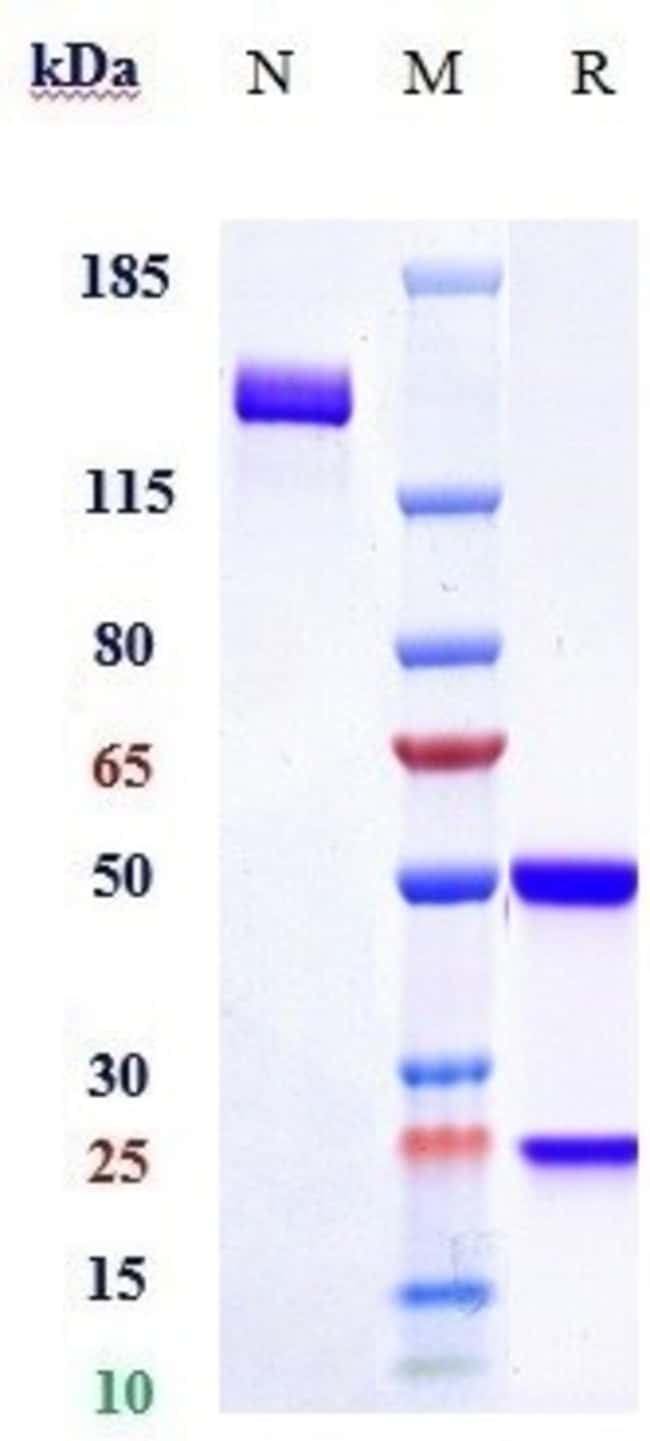 Invitrogen Romosozumab Recombinant Monoclonal Antibody 1 mg ...