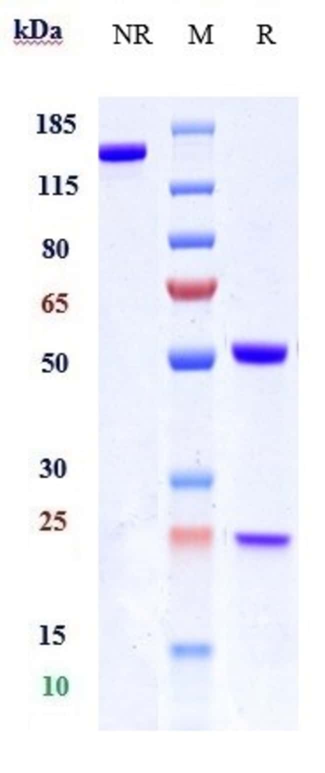 Invitrogen Eblasakimab Recombinant Monoclonal Antibody 100 μg ...