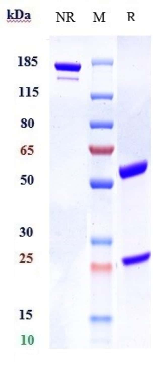 Invitrogen Betatrophin Biosimilar Recombinant Monoclonal Antibody ...