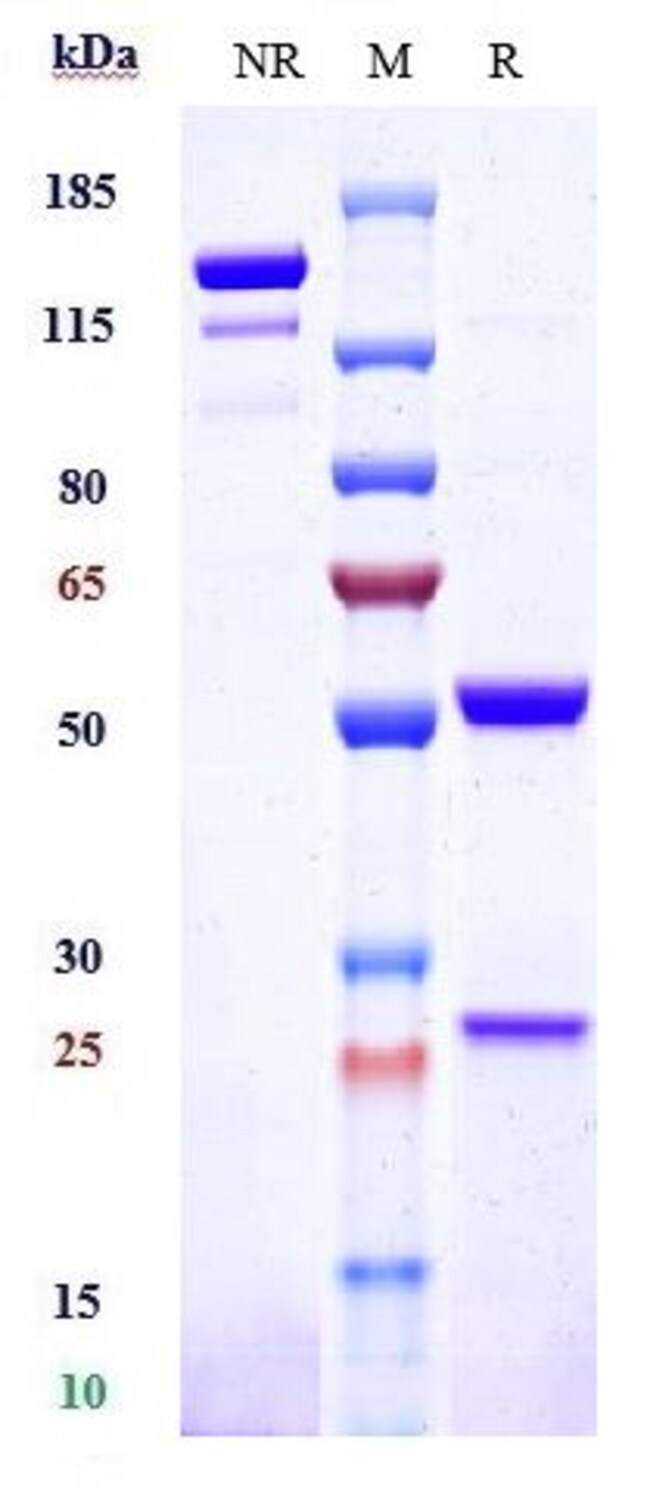 Invitrogen Drozitumab Recombinant Monoclonal Antibody 1 mg ...