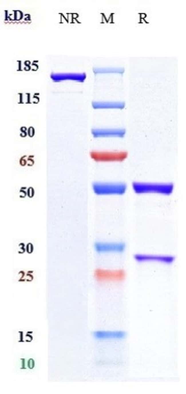 Invitrogen B7-H4 Biosimilar Recombinant Monoclonal Antibody 1 mg ...