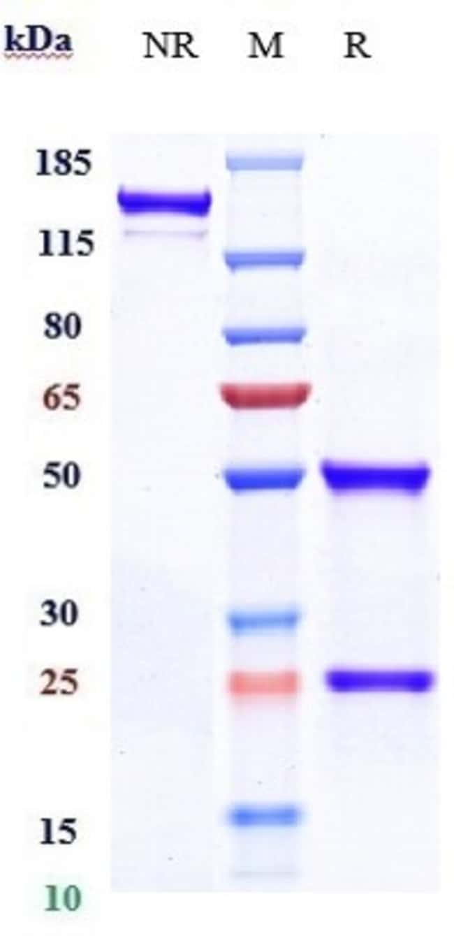 Invitrogen Eptinezumab Recombinant Monoclonal Antibody 1 mg ...