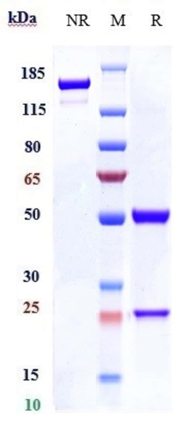 Invitrogen Dapirolizumab Recombinant Monoclonal Antibody 100 μg ...