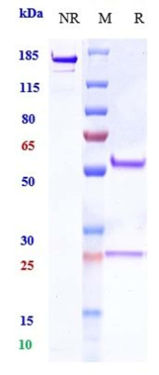Invitrogen Complement Factor B Biosimilar Recombinant Monoclonal ...