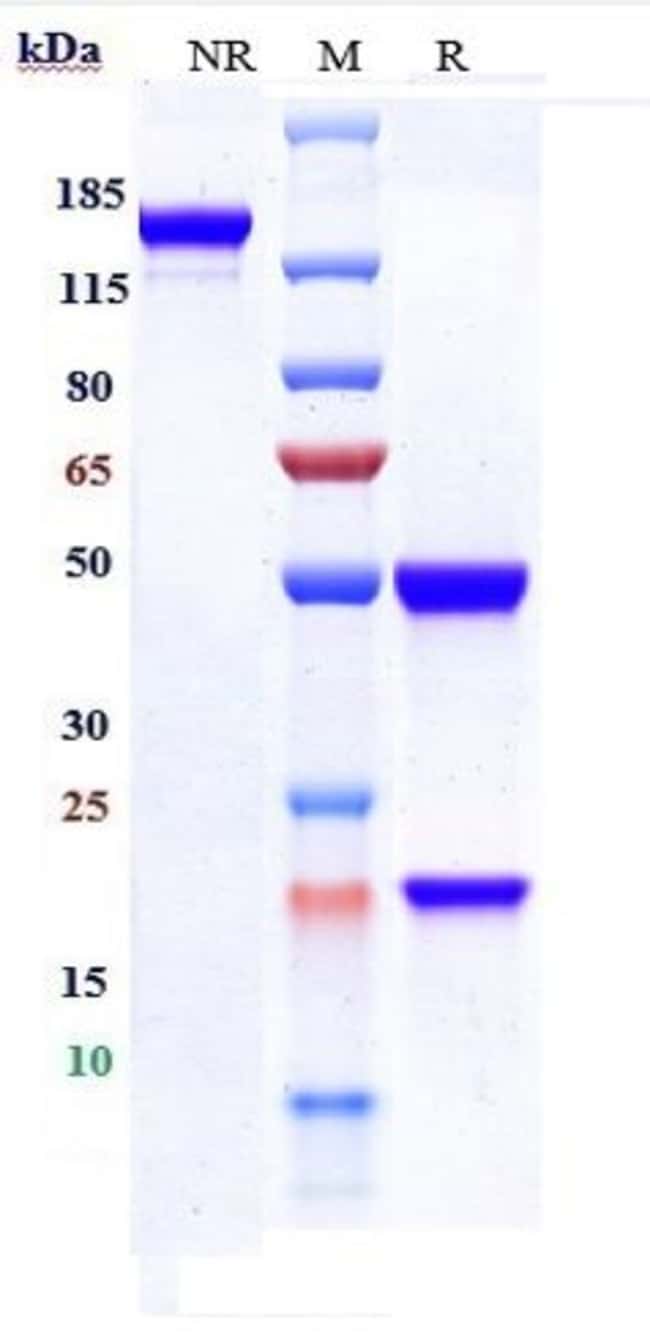 Invitrogen FGFR1 Biosimilar Recombinant Monoclonal Antibody 100 μg ...