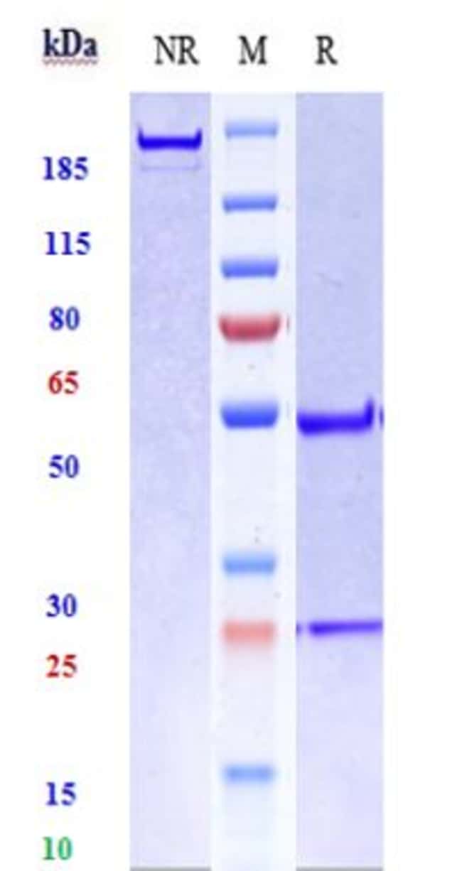 Invitrogen Radretumab Recombinant Monoclonal Antibody 100 μg ...