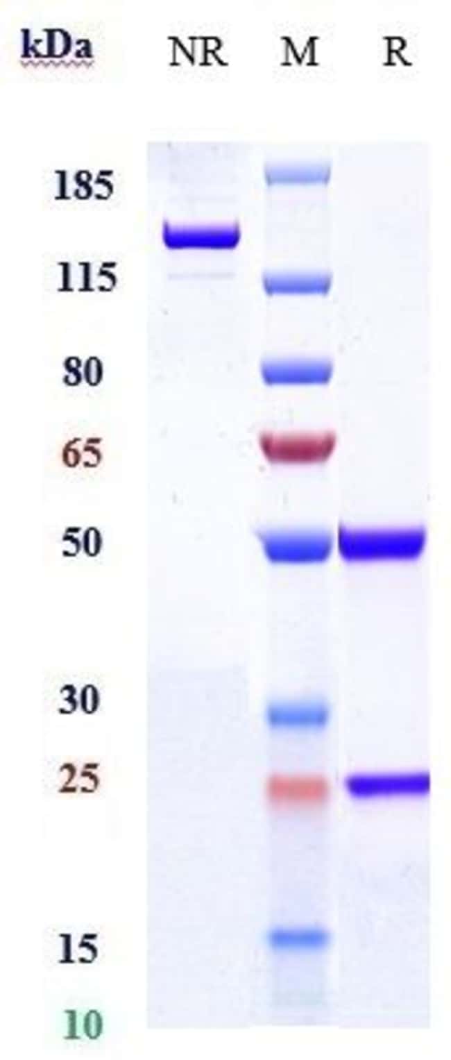 Invitrogen Mepolizumab Recombinant Monoclonal Antibody 100 μg ...