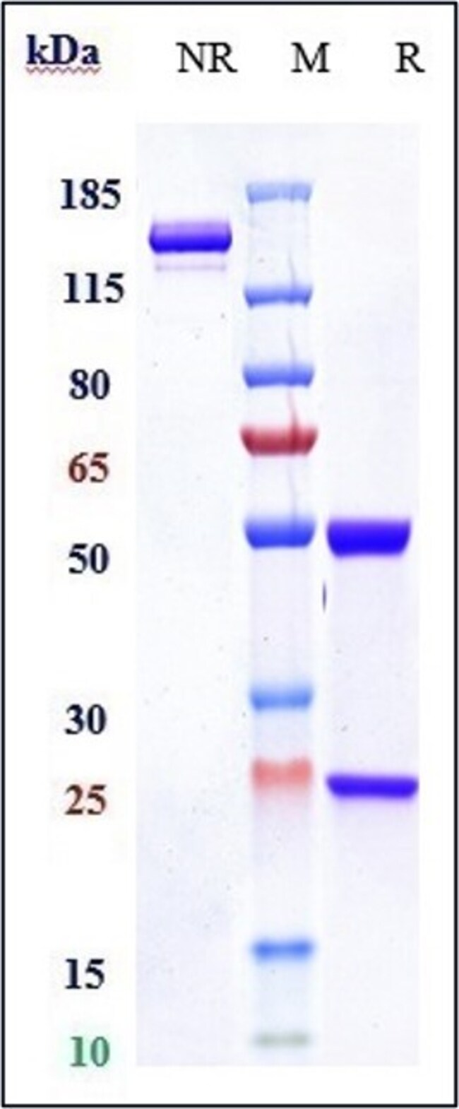 Invitrogen beta Amyloid Biosimilar Recombinant Monoclonal Antibody 100 ...