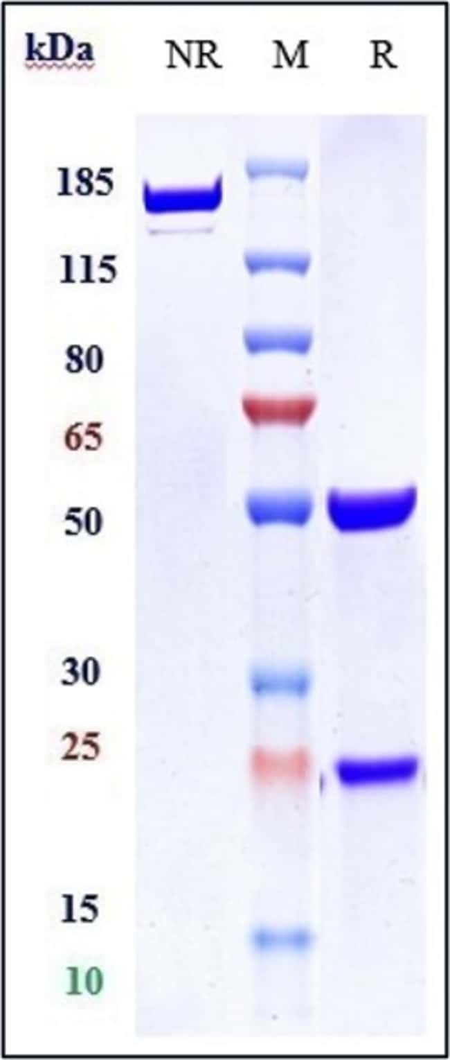 Invitrogen VEGFR2 Biosimilar Recombinant Monoclonal Antibody 1 mg ...