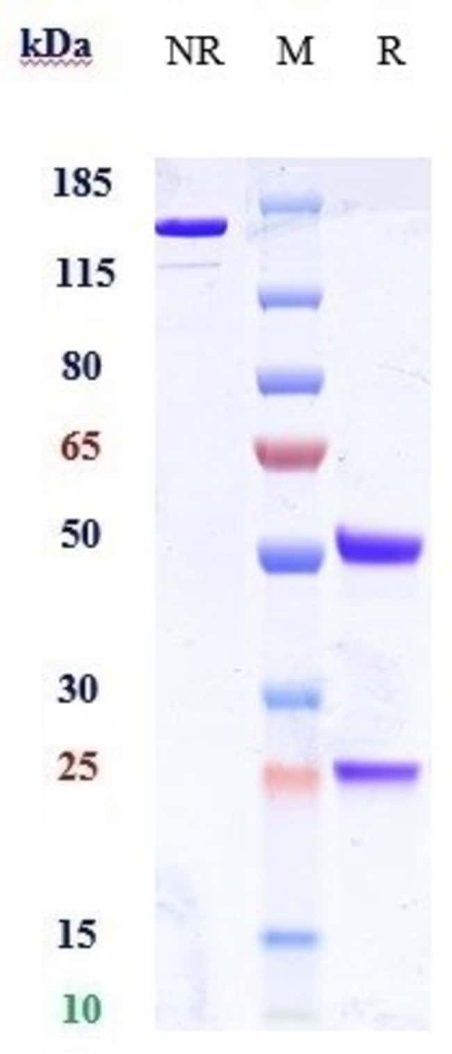 Invitrogen GLP1R Biosimilar Recombinant Monoclonal Antibody 100 μg ...