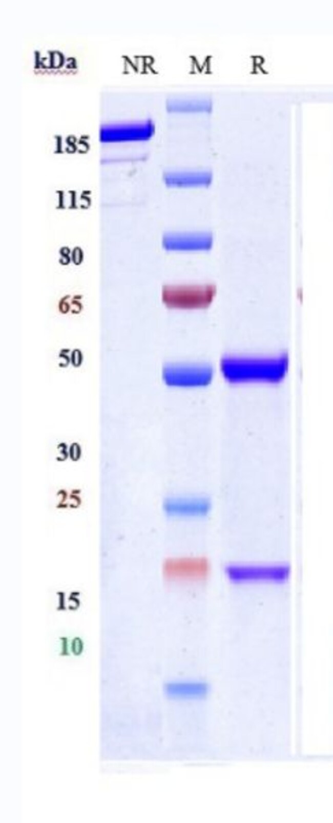 Invitrogen Meflin Biosimilar Recombinant Monoclonal Antibody ...