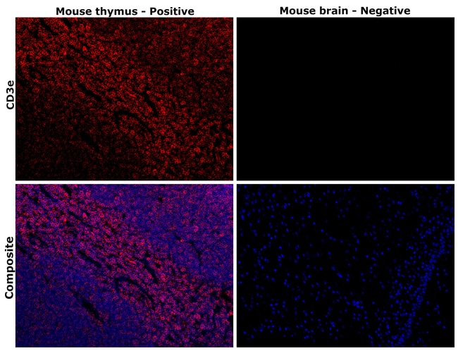 CD3e Monoclonal Antibody (SP7), Invitrogen 500 μL; Unconjugated ...