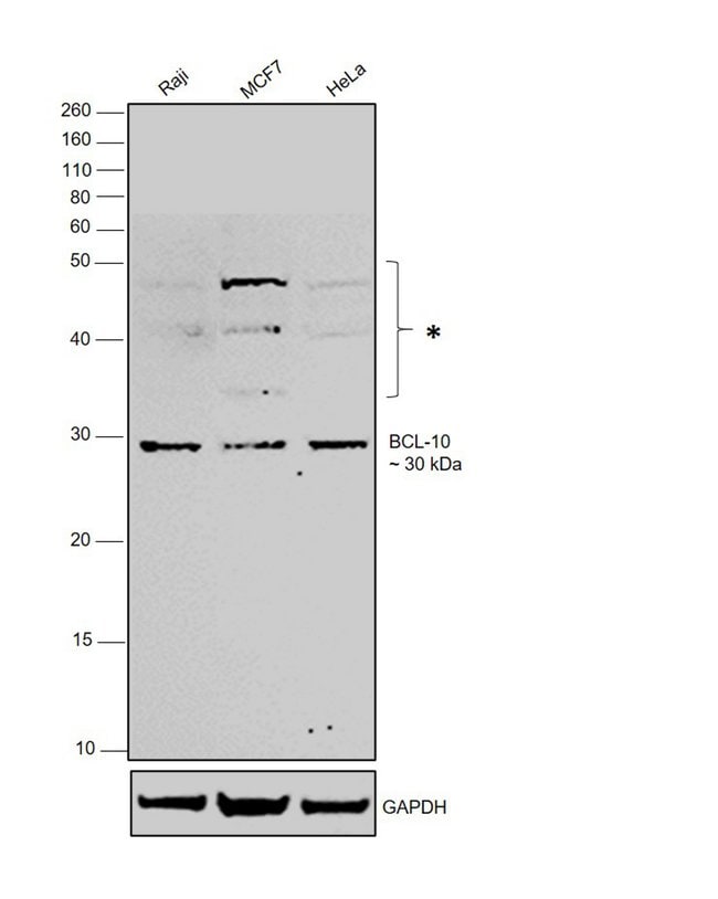 Invitrogen Bcl-10 Monoclonal Antibody (4F8) 100 μL; Unconjugated:Antikroppar | Fisher Scientific
