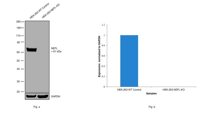 Invitrogen NEFL Monoclonal Antibody (T.400.5) 100 μL; Unconjugated ...