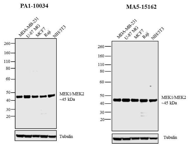 MEK1/MEK2 Monoclonal Antibody (E.901.7), Invitrogen 100 μL ...