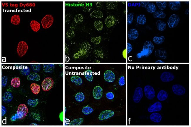 Invitrogen V5 Tag Monoclonal Antibody (E10/V4RR), DyLight 680 50 μL ...