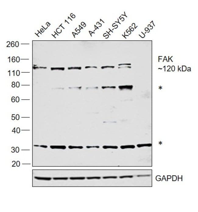 Invitrogen FAK Monoclonal Antibody (4A9D6) 100 μL; Unconjugated ...