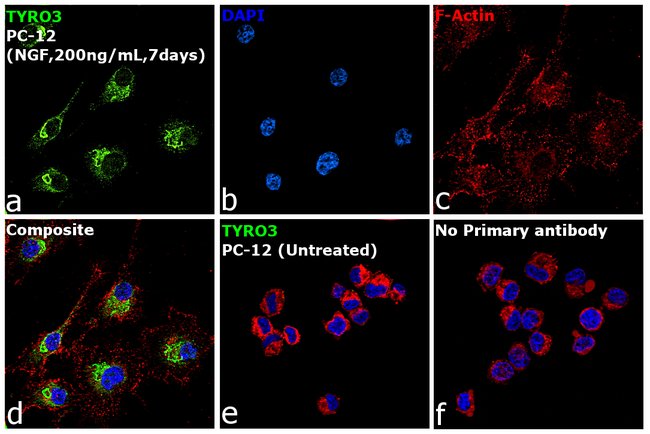TYRO3 Monoclonal Antibody (6D6F10), Invitrogen 100 μL; Unconjugated ...
