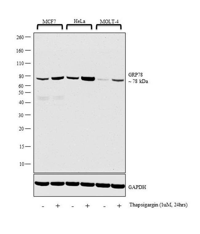 GRP78 Monoclonal Antibody (4E3), Invitrogen 100 μL; Unconjugated ...