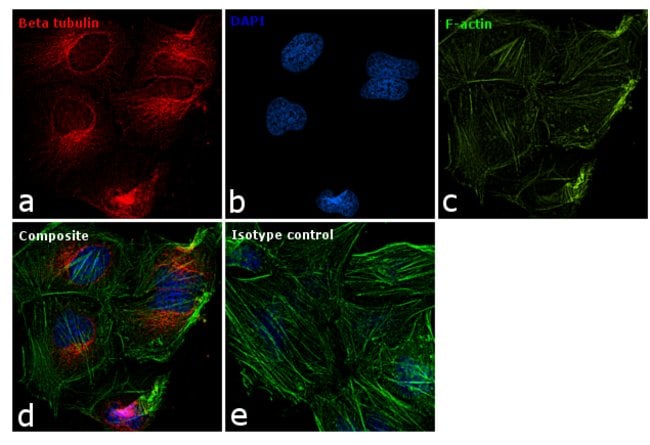 beta Tubulin Loading Control Monoclonal Antibody (BT7R), DyLight 550 ...