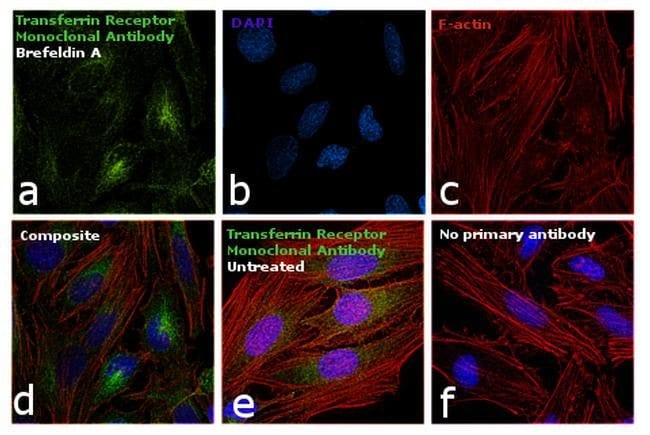 Transferrin Receptor Monoclonal Antibody (DF1513), Invitrogen 200 μg ...