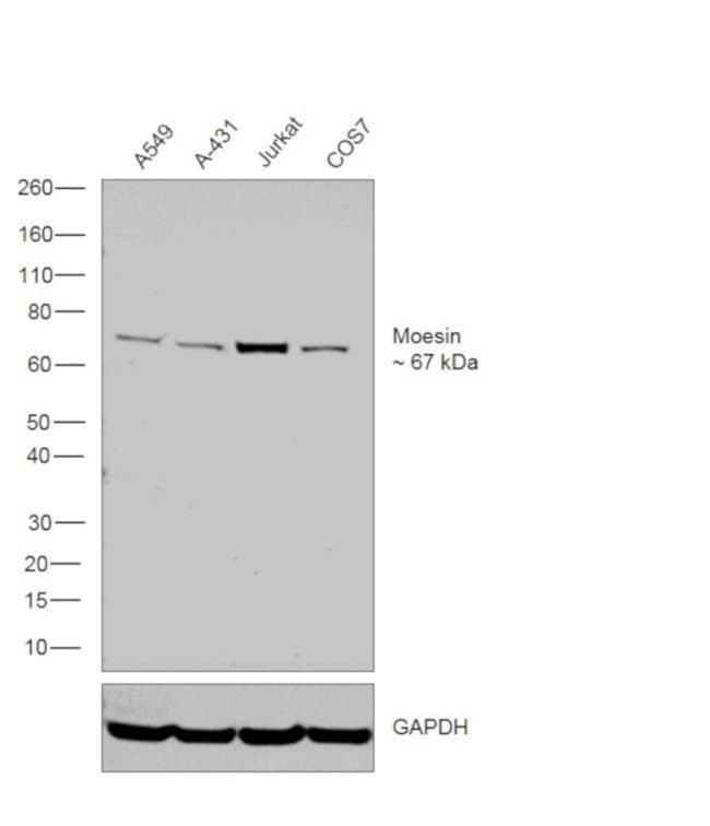 Invitrogen Moesin Monoclonal Antibody (2C12) 100 μg; Unconjugated:Anticuerpos | Fisher Scientific