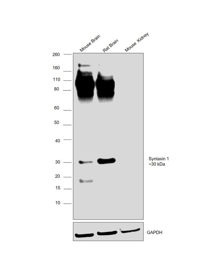 Invitrogen Syntaxin 1 Monoclonal Antibody (SP6) 200 μg; Unconjugated ...