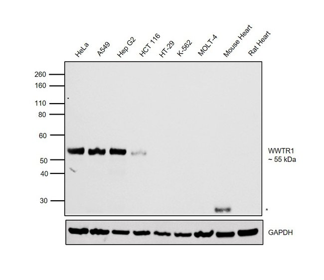 WWTR1 Monoclonal Antibody (CL0370), Invitrogen 100 μL; Unconjugated ...